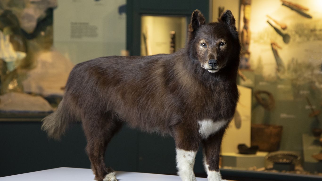 Balto, a true Cleveland king, is still contributing to science - Axios ...