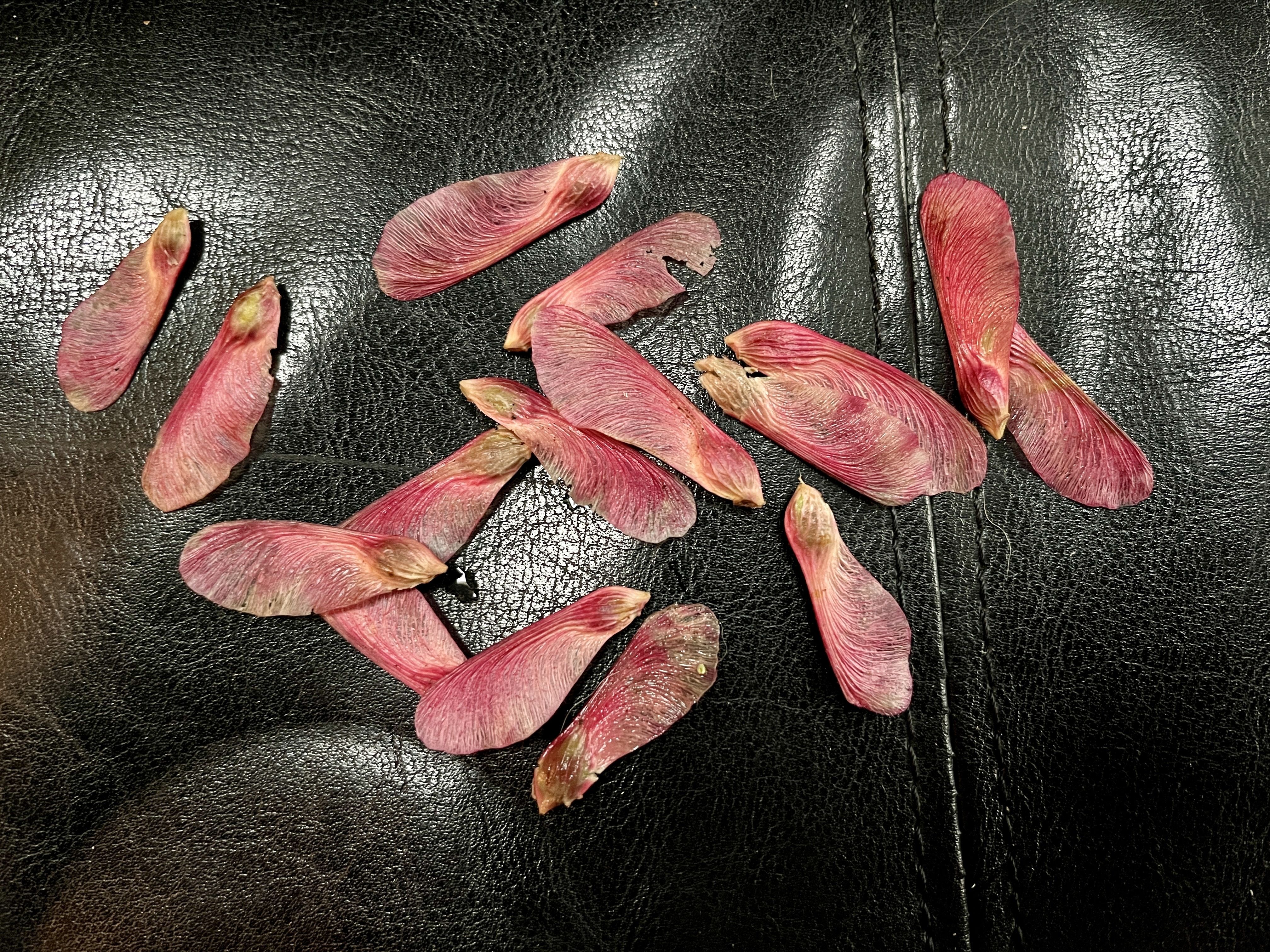 Why we're seeing pink maple helicopters and samaras in Chicago - Axios ...