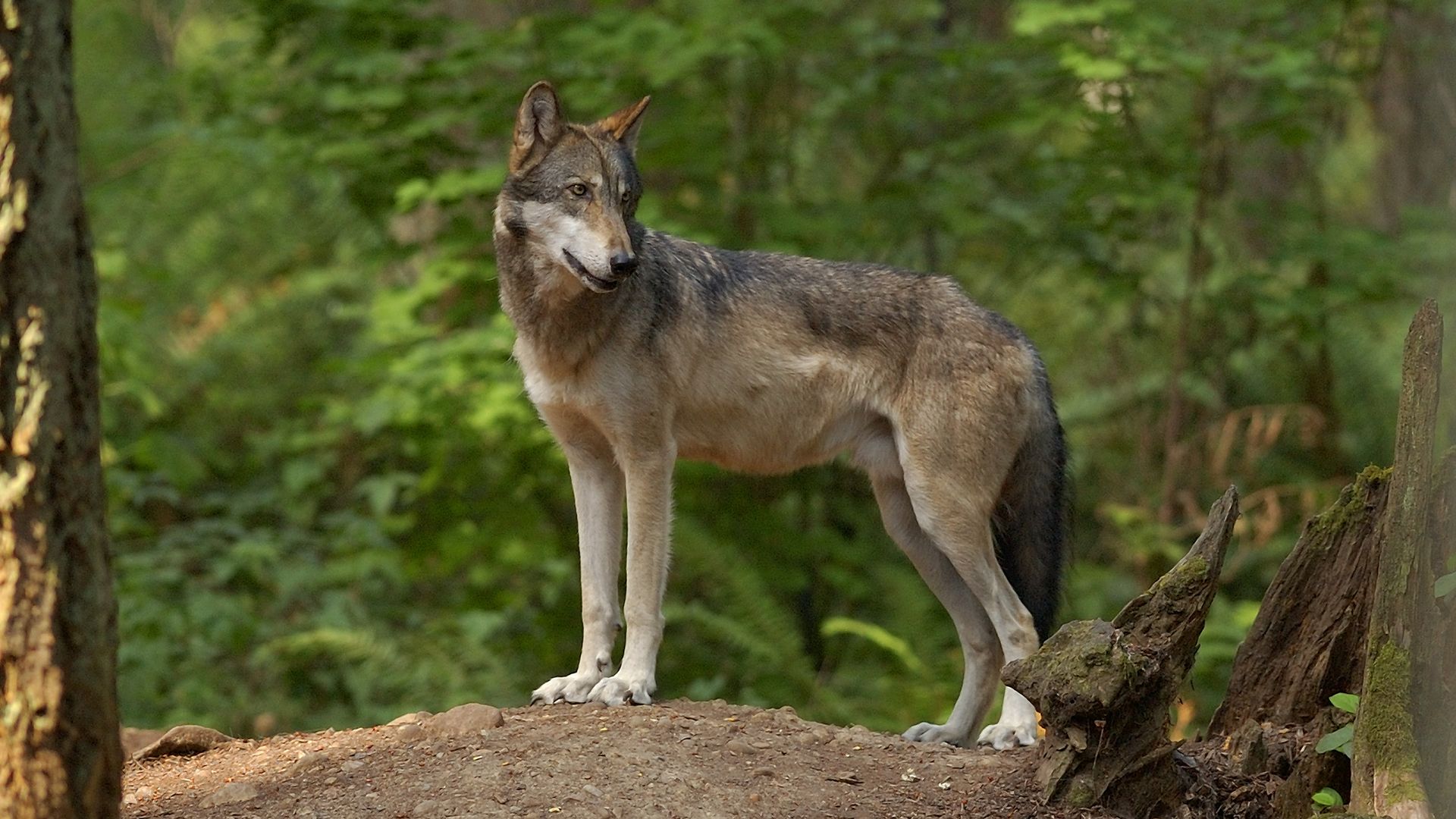Reward for Washington wolf killings - Axios Seattle