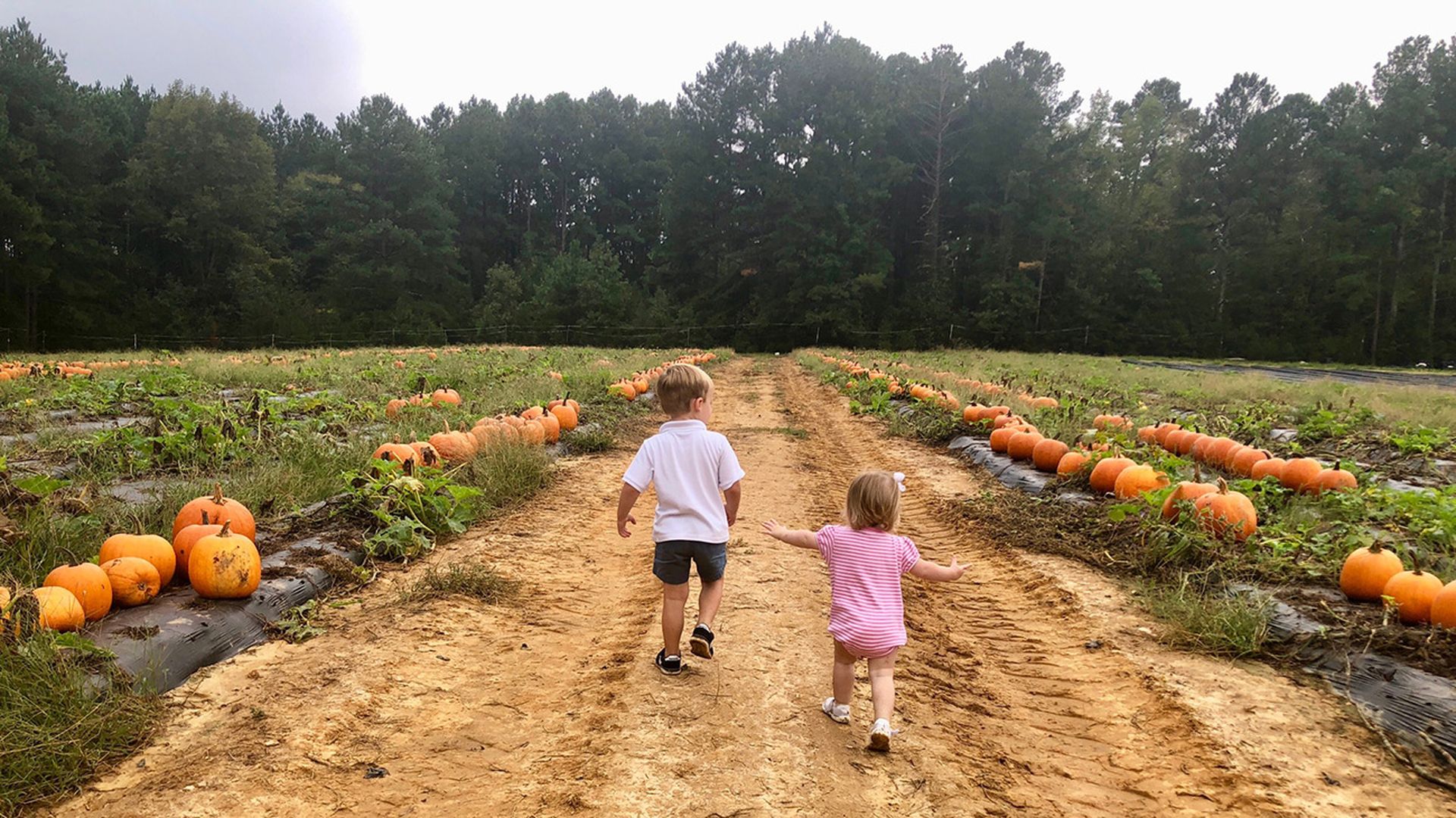 Hall Family Farm sold for $21 million, property to become Novant ...