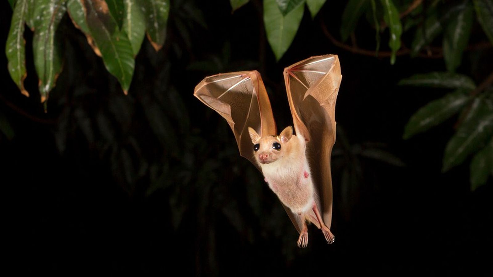 Smooth surfaces interfere with bats' sonar and cause collisions