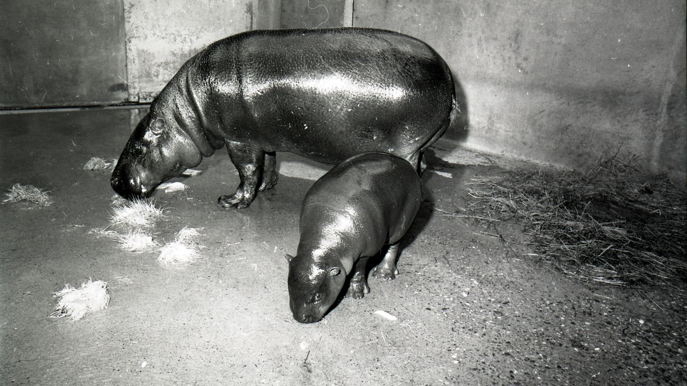 Before Moo Deng mania, a presidential pygmy hippo captured hearts ...