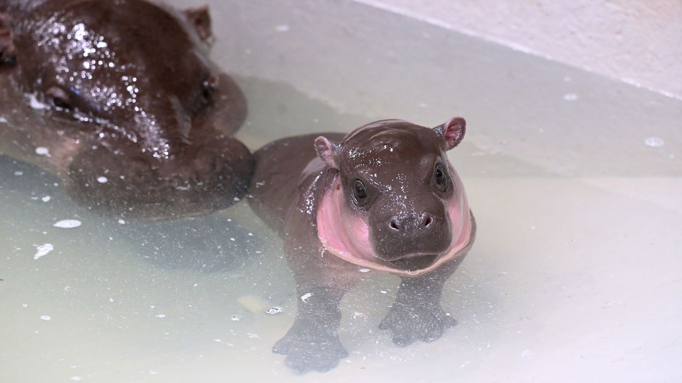 Richmond's viral pygmy hippo has a "Poppy Cam" livestream - Axios Richmond