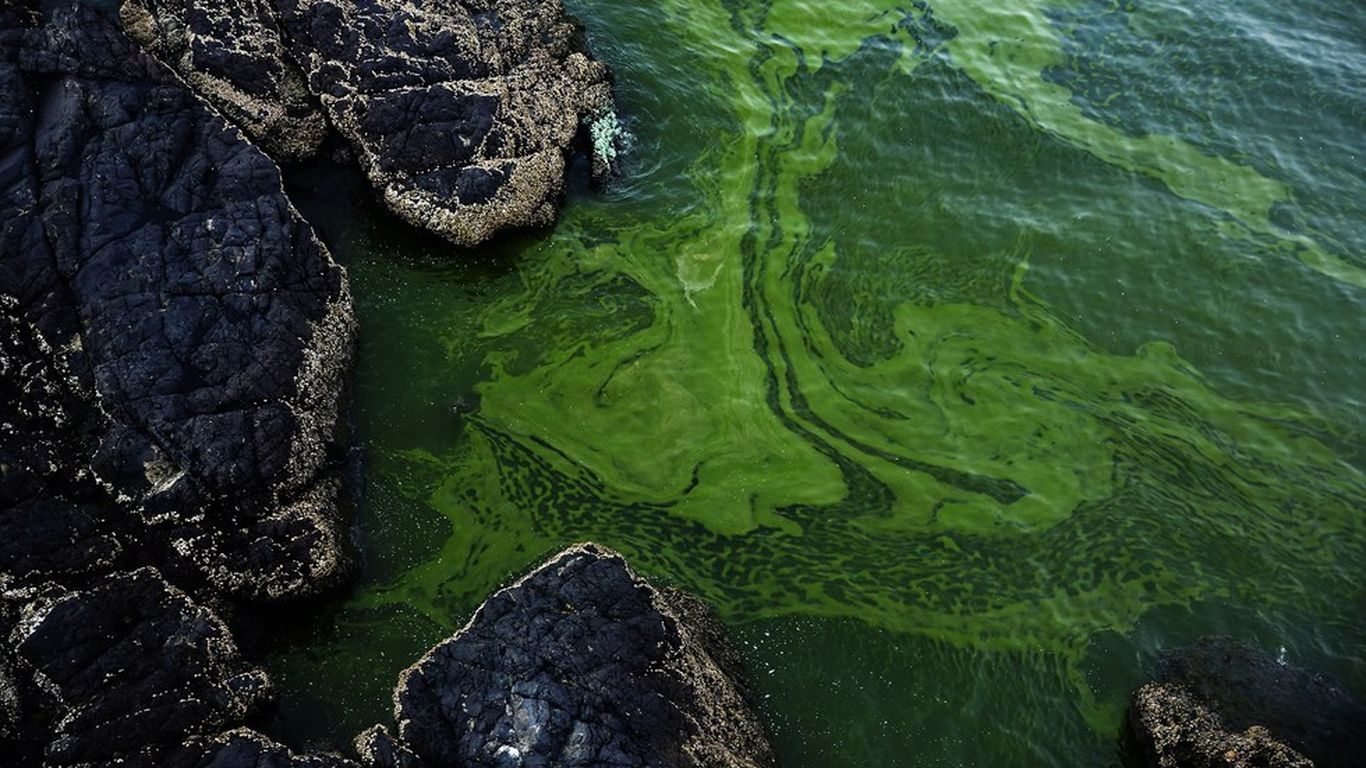 Algae triggered the evolution of first animals on Earth
