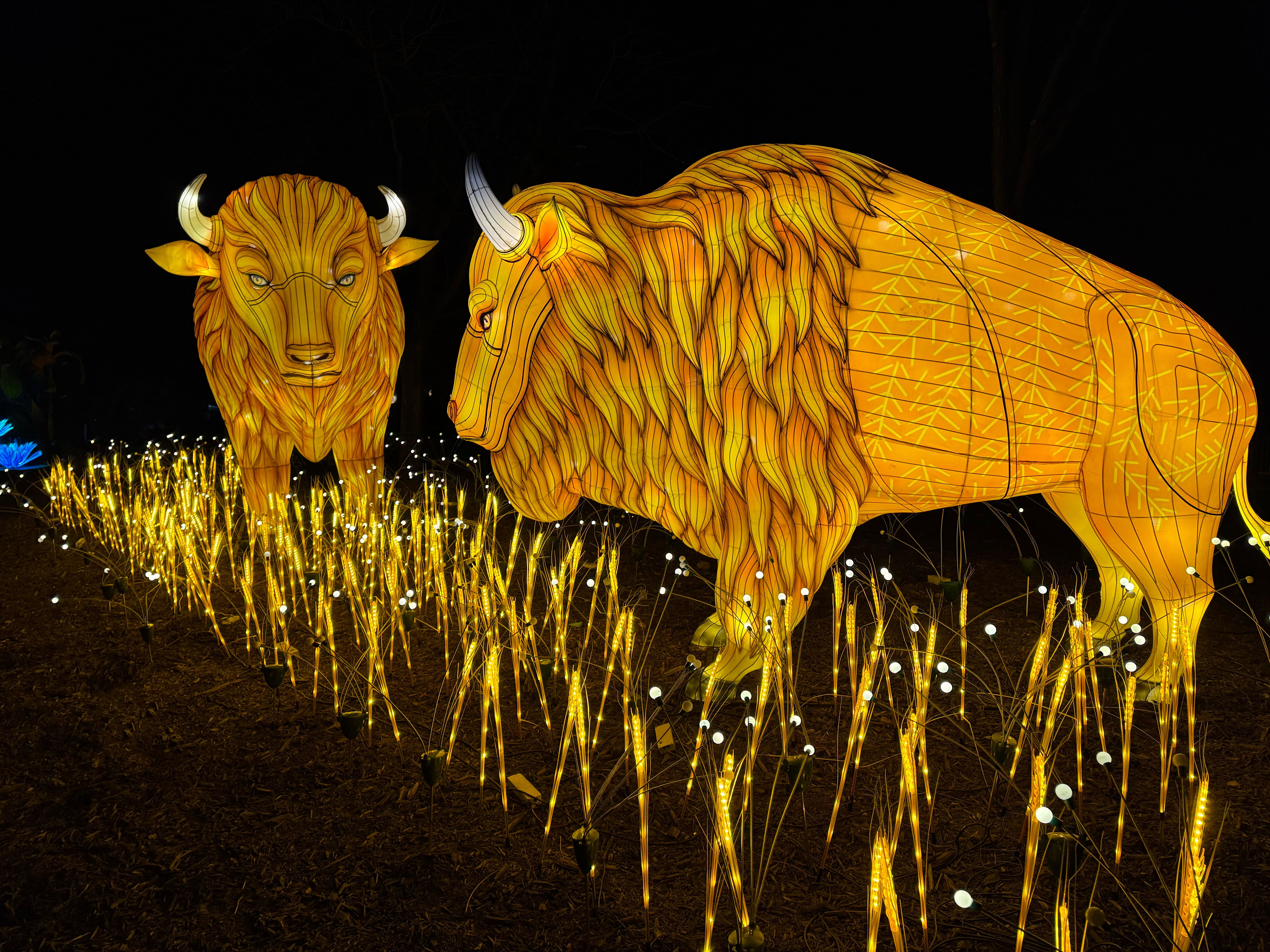 New '"Glowing Wild" lantern event lights up the Denver Zoo this spring ...