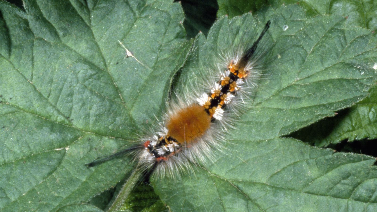 The annual stinging tussock moth caterpillar invasion is here - Axios ...