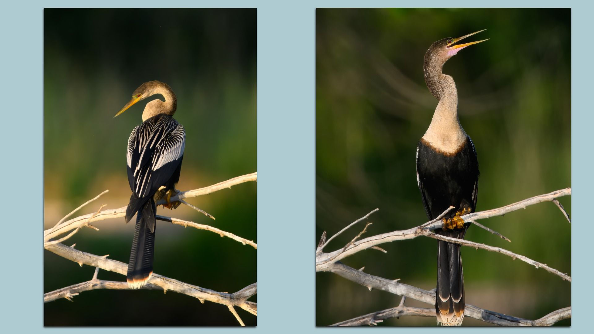 Rare wood stork spotted in Broomfield, Colorado - Axios Boulder