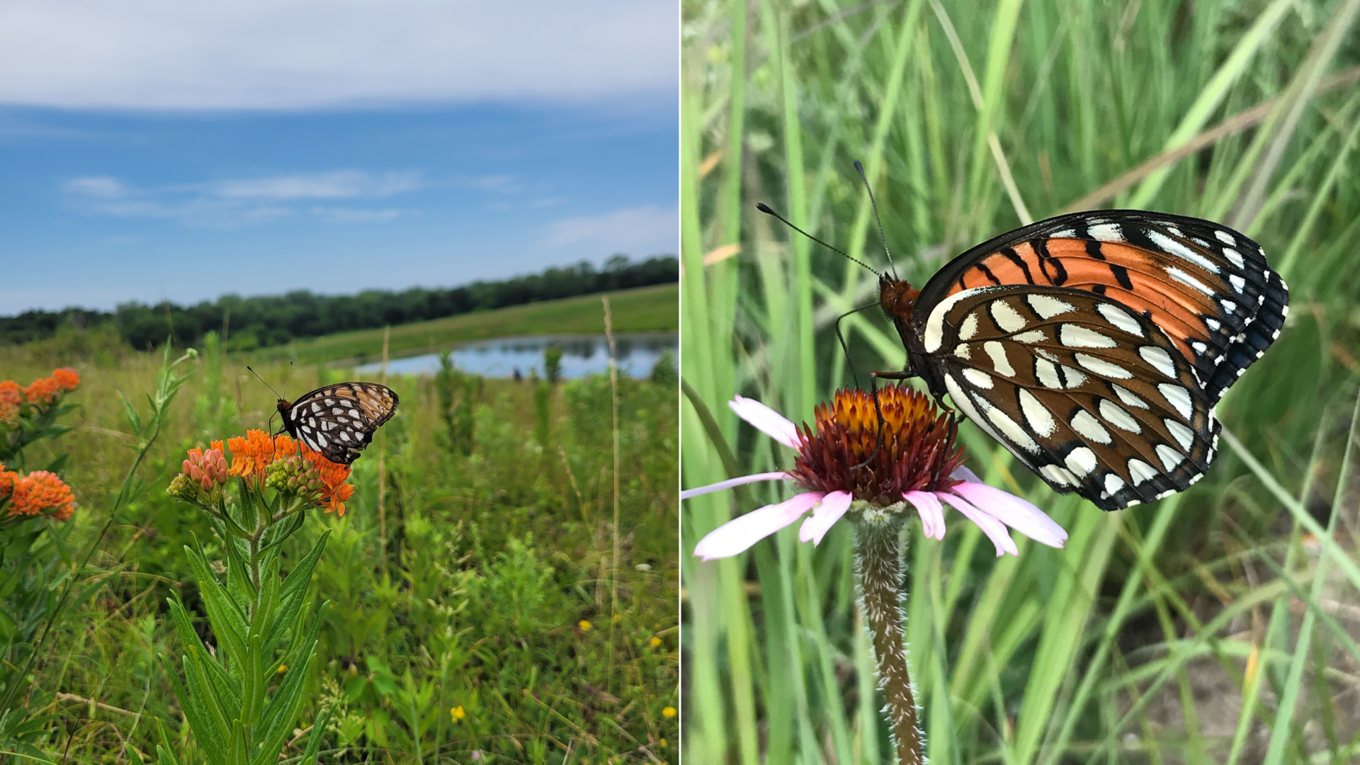 An iconic Iowa butterfly faces threats - Axios Des Moines