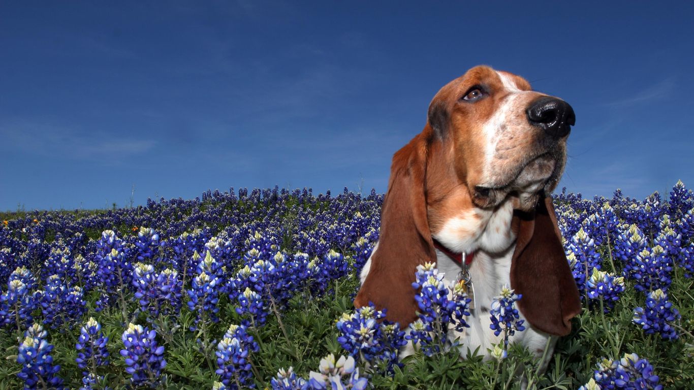 Texas bluebonnets may take a hit from the drought - Axios Austin