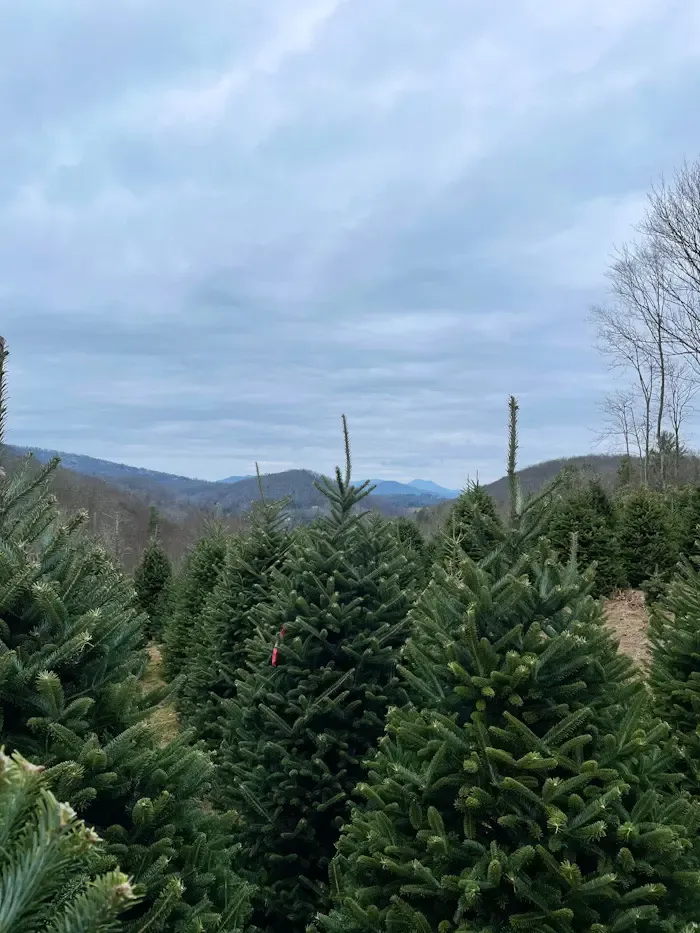 The 12 best Christmas tree farms near Charlotte - Axios Charlotte