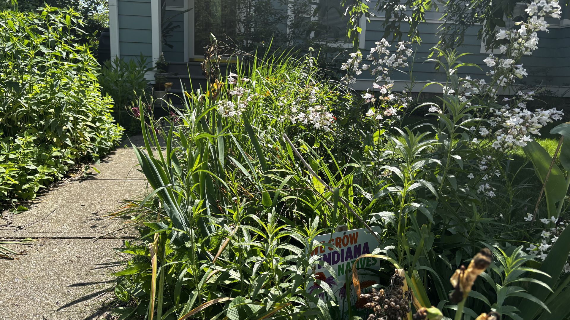 Chaos gardening helps native plants take root - Axios Indianapolis