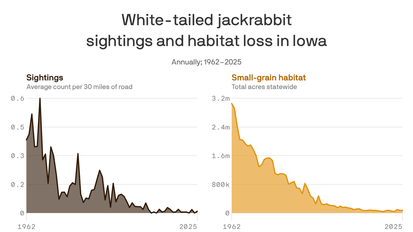 Iowa's jackrabbit population is steadily vanishing - Axios Des Moines