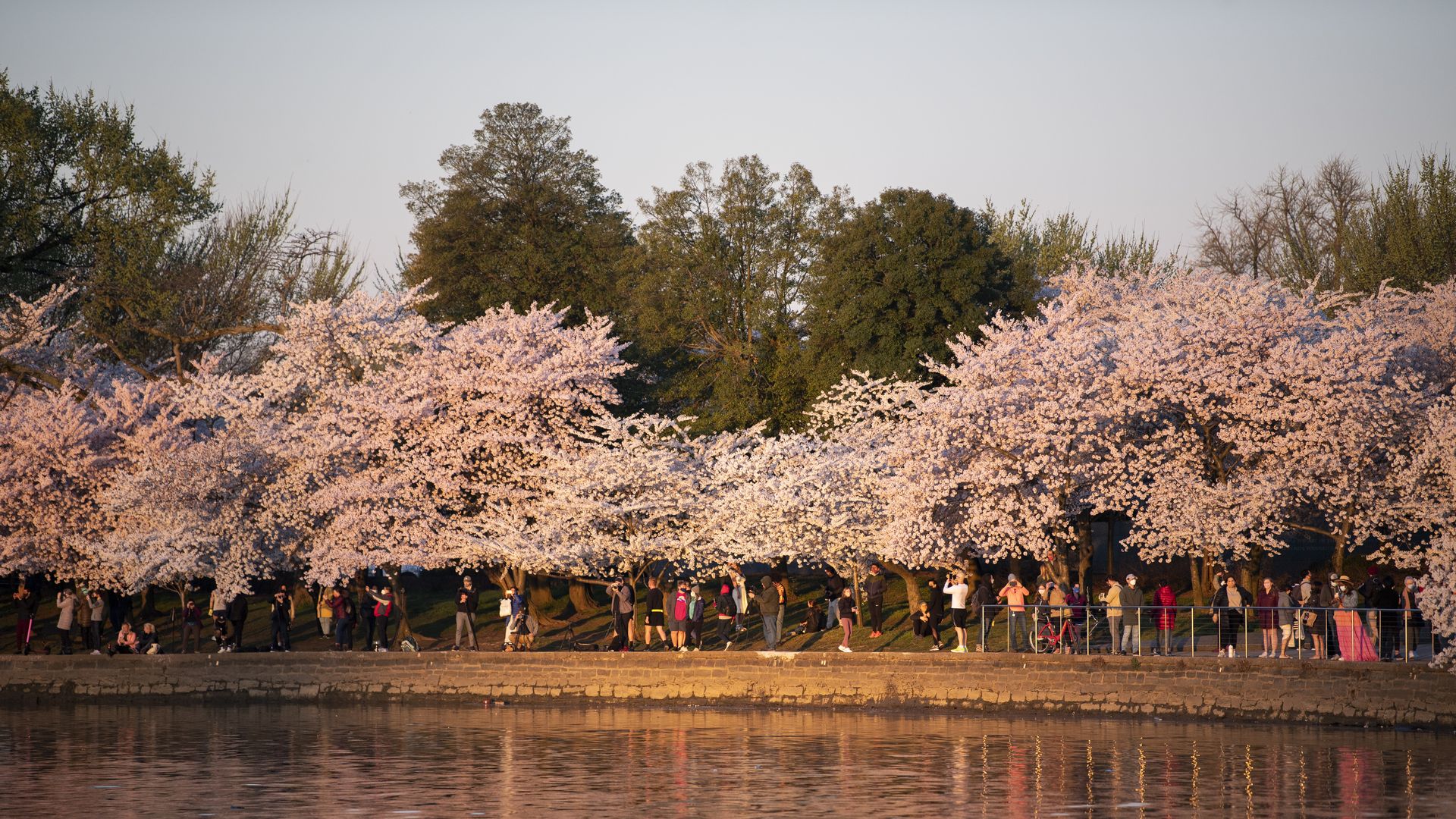 D.C. cherry blossoms 2023 peak bloom date announced March 22-25 - Axios ...