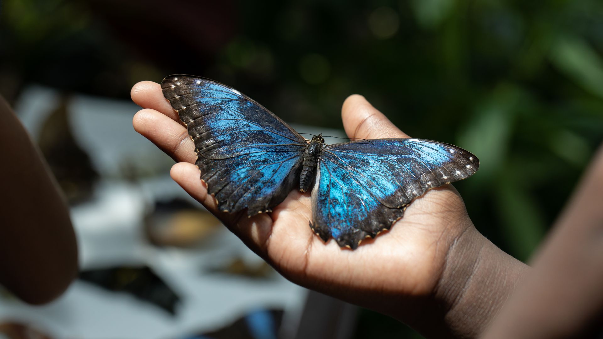 The Cockrell Butterfly Center adds birds - Axios Houston
