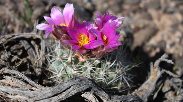 Colorado cactus removed from federal endangered list - Axios Denver