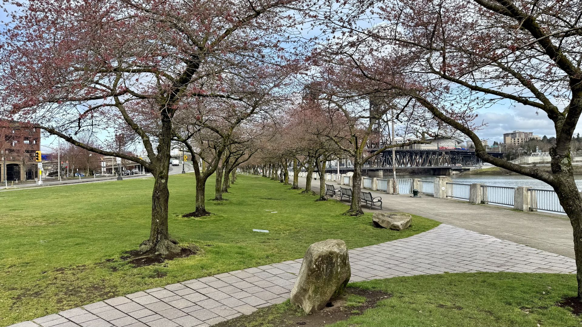 Portland cherry blossoms near peak bloom: where to see them - Axios ...