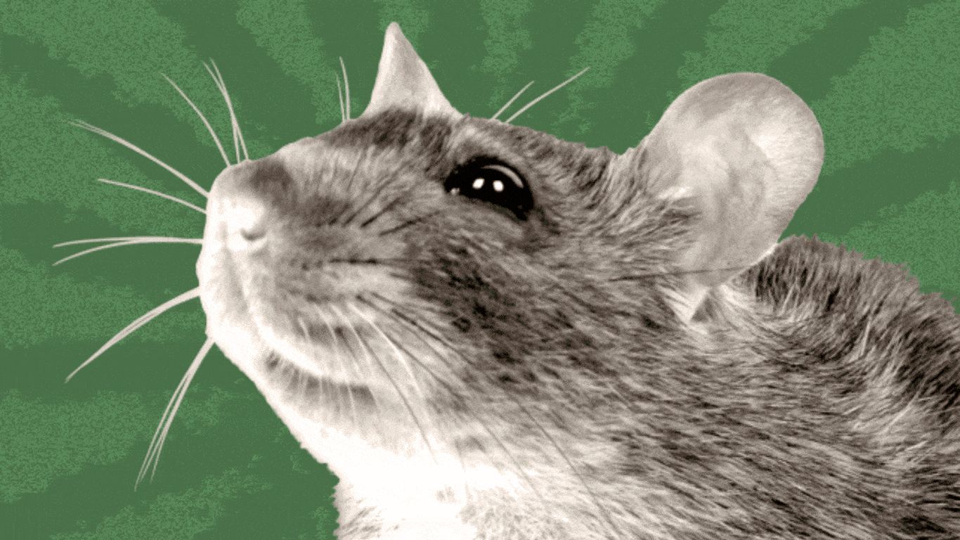 NOPD chief says rats are getting high after eating weed in evidence ...
