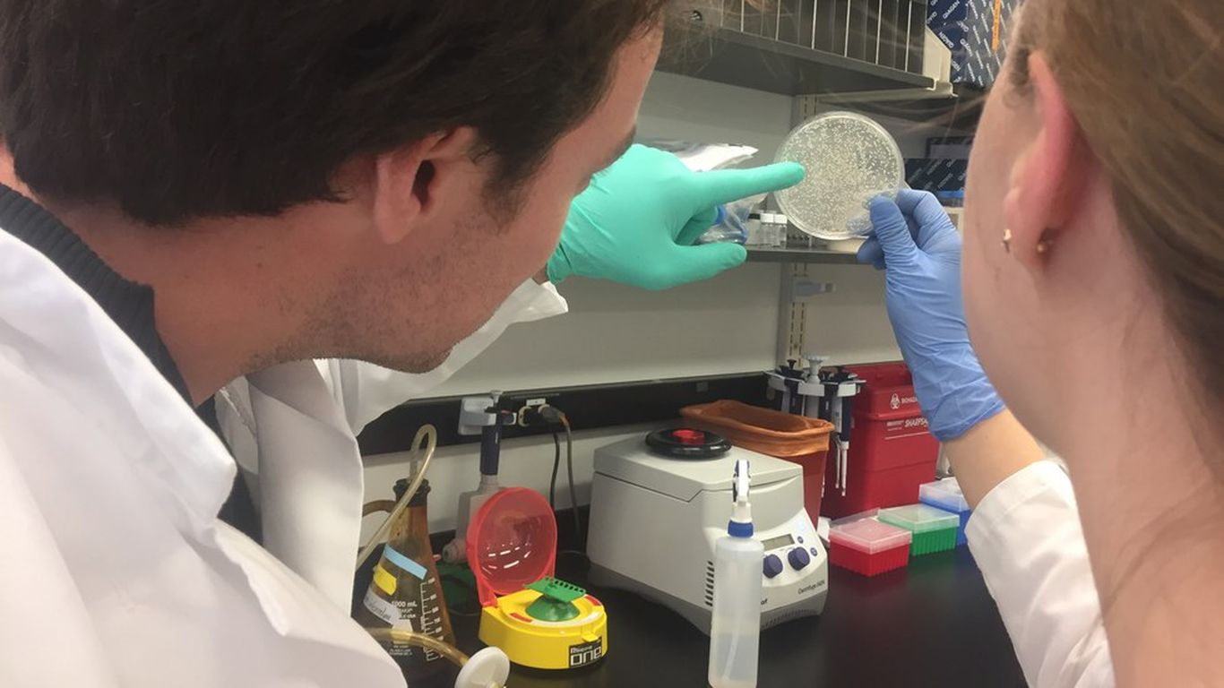 New studies show 100% HIV protection in monkeys via antibody combos