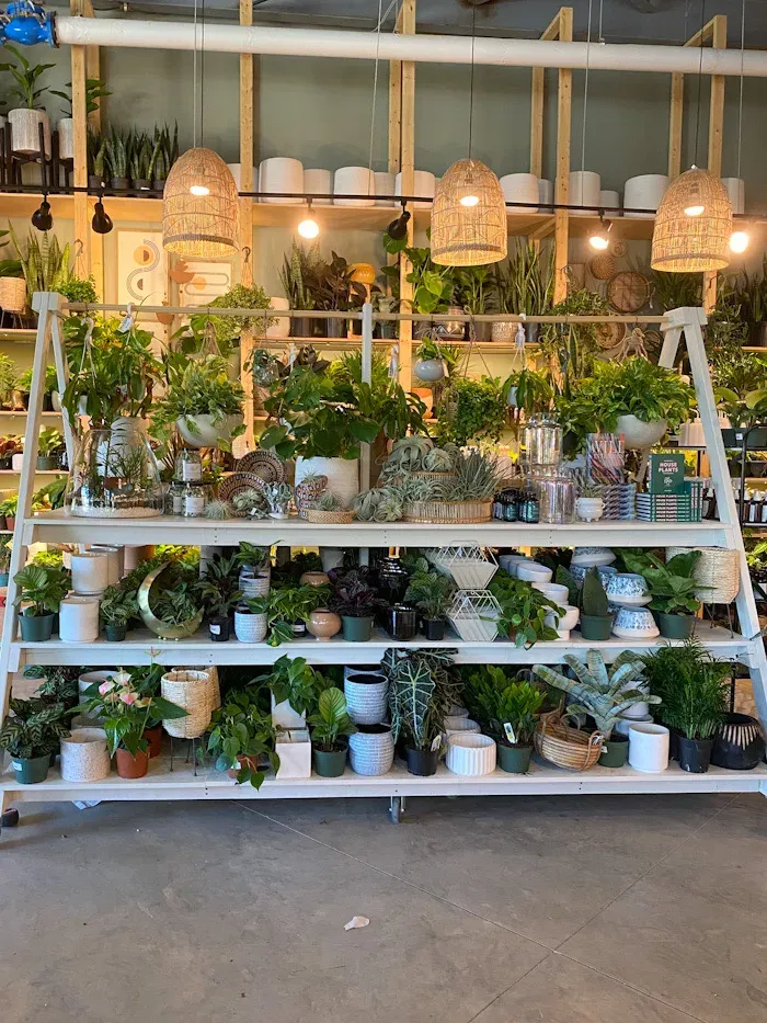 Trendy plant store PlantHouse is opening this Saturday in Dilworth ...