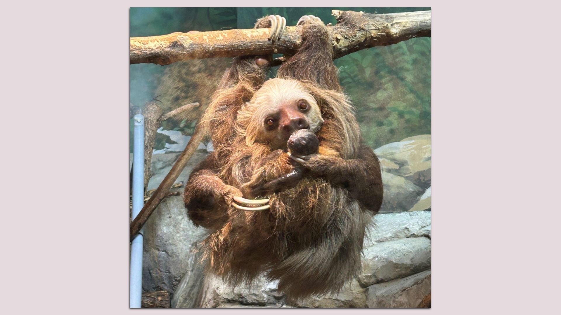 Meet the Como Park Zoo's new baby sloth - Axios Twin Cities