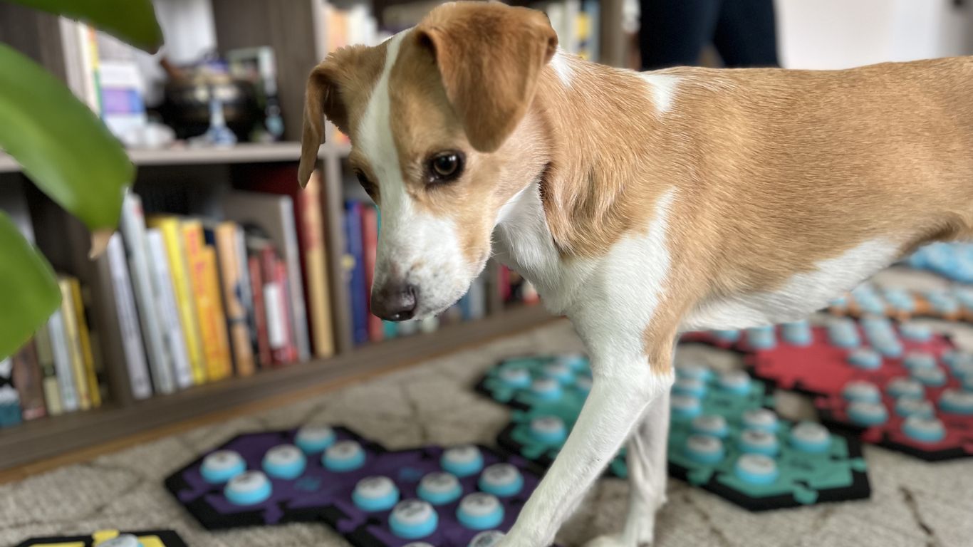 This viral Des Moines dog can "speak" using buttons - Axios Des Moines