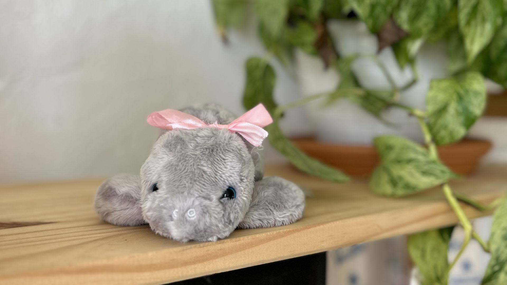 Axios Miami has a new mascot! - Axios Miami