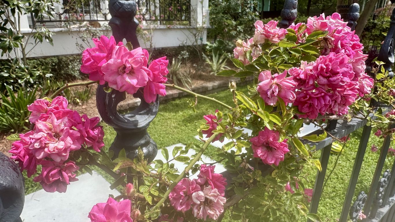 Louisiana's new state rose has Katrina roots - Axios New Orleans