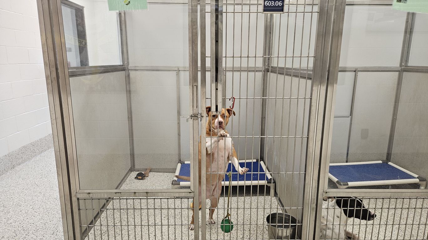After fatal dog mauling, Fulton County police take over animal control ...