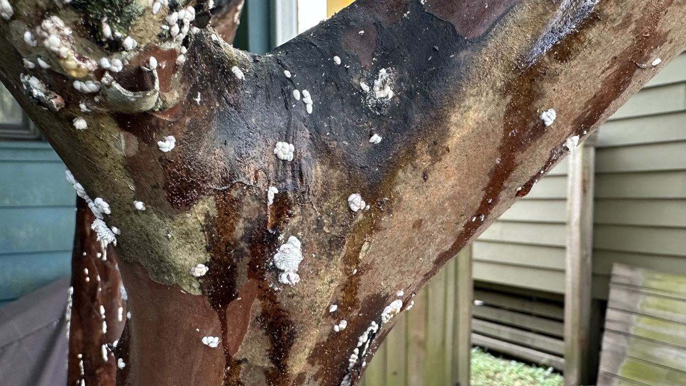 How to treat crape myrtle bark scale - Axios New Orleans