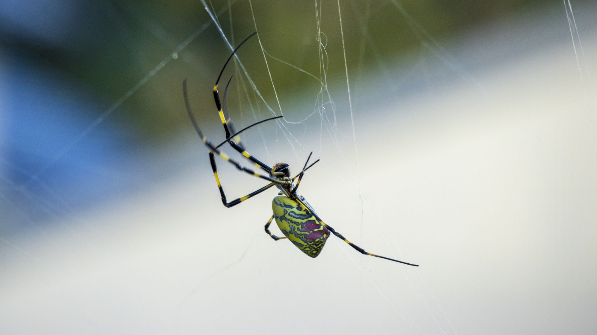 Meet the shy, invasive spider riding winds along the East Coast