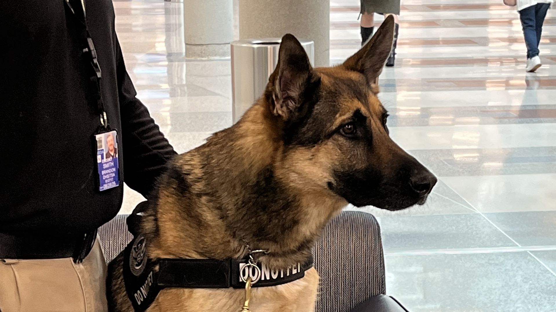 A 5-year-old German Shepherd is Richmond airport's new bomb-sniffing ...