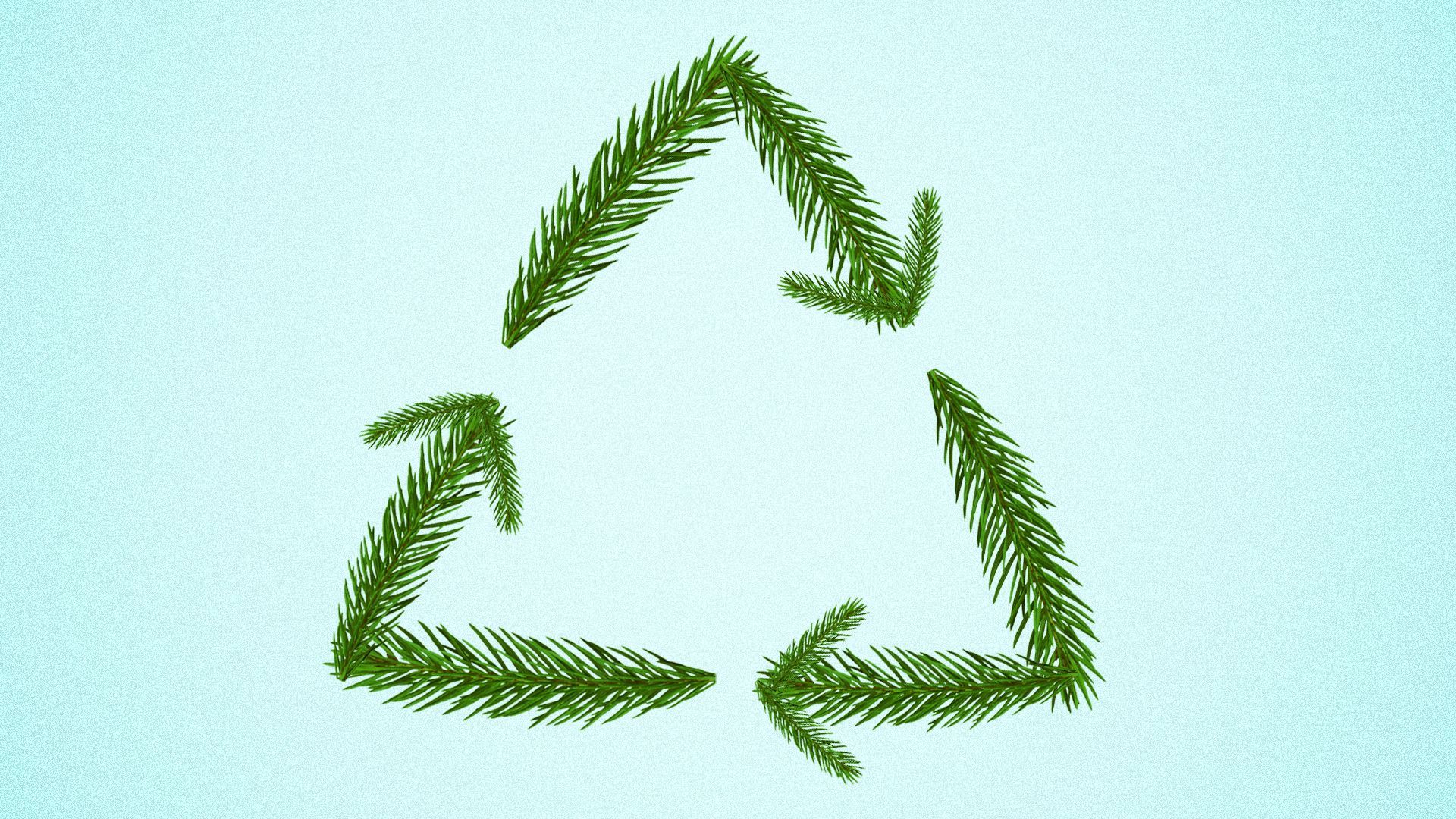 How to recycle your Christmas tree in San Francisco - Axios San Francisco