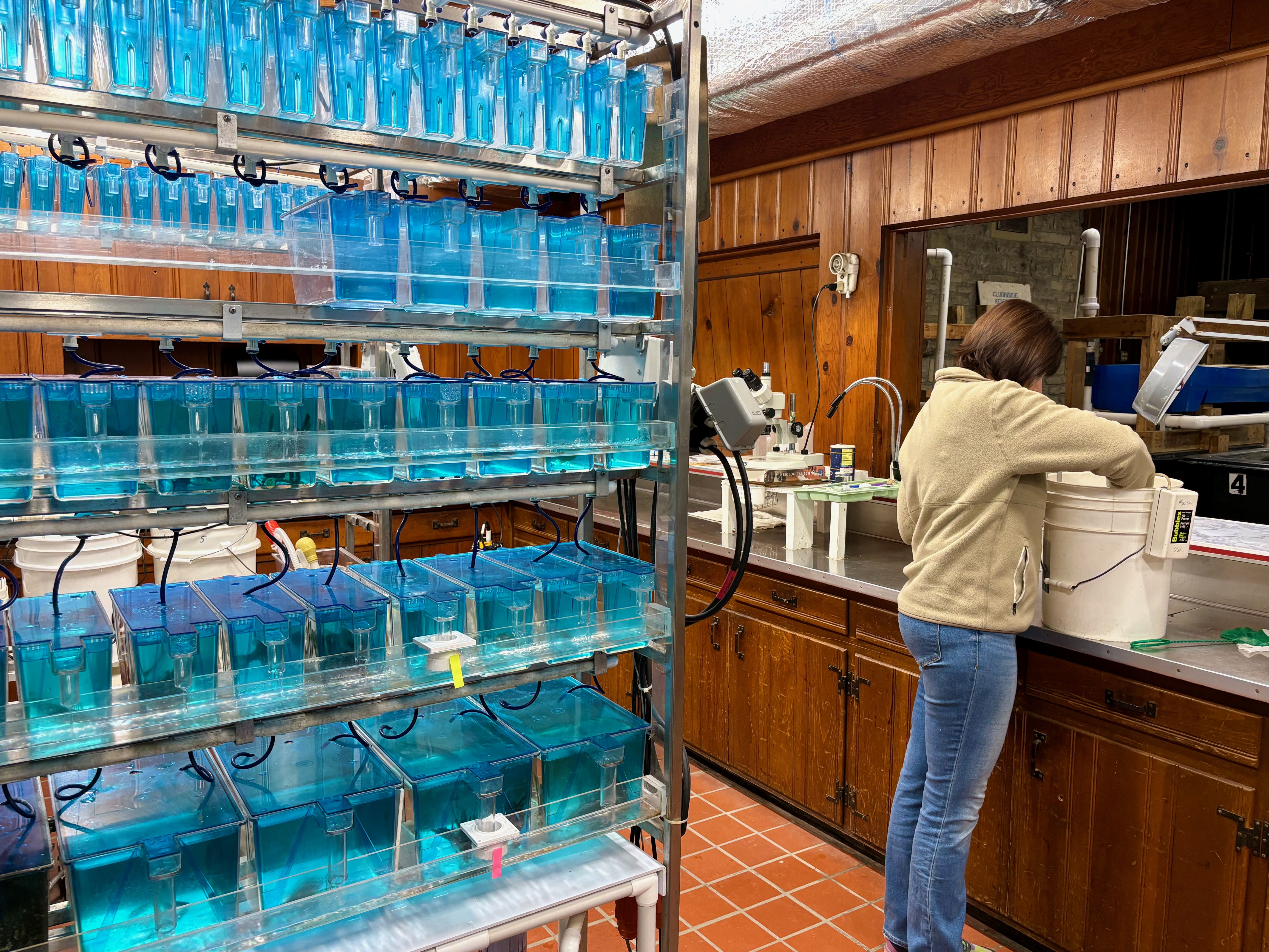 How Ohio is helping save freshwater mussels - Axios Columbus