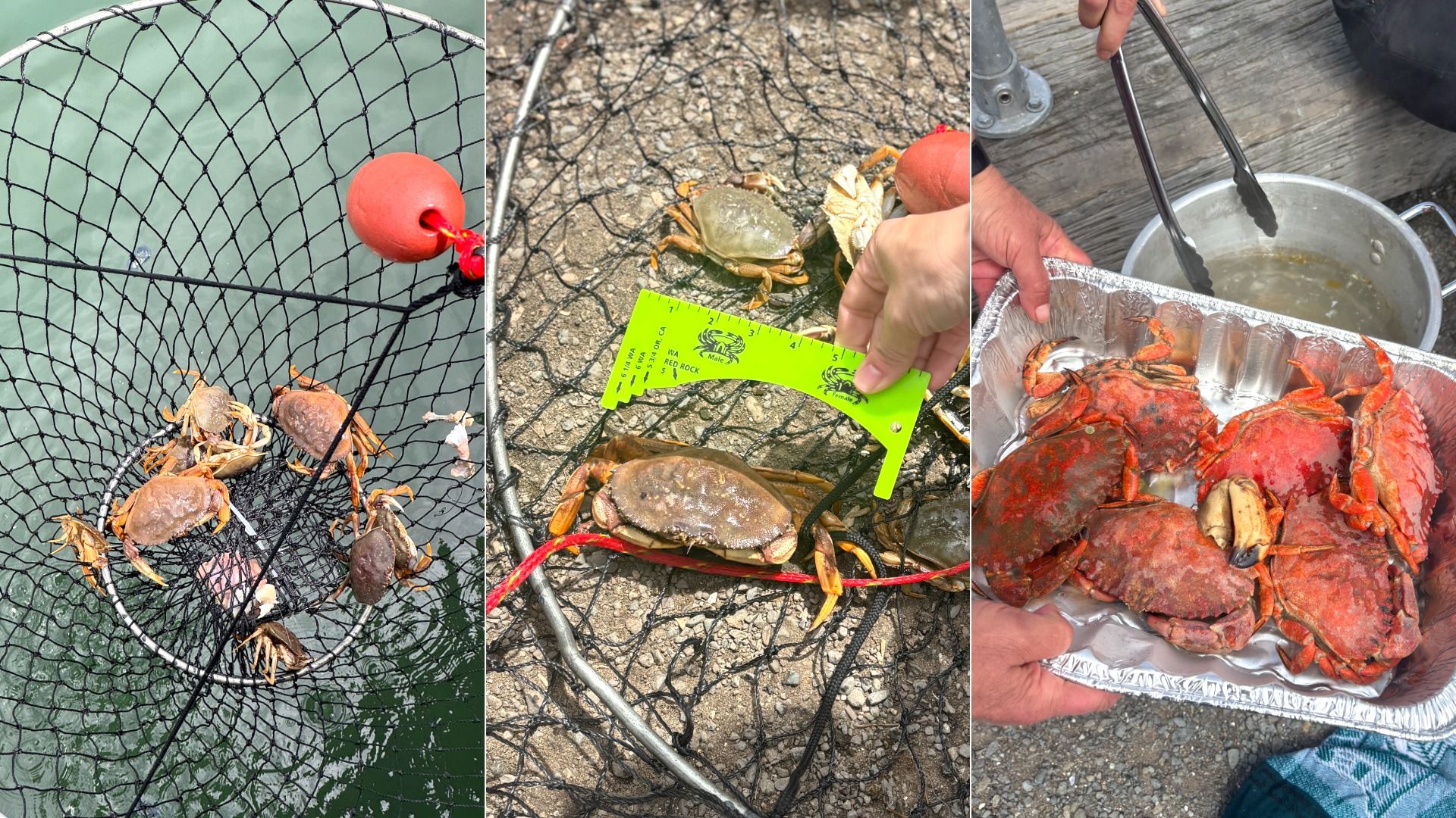 Where to go crabbing near San Francisco right now - Axios San Francisco