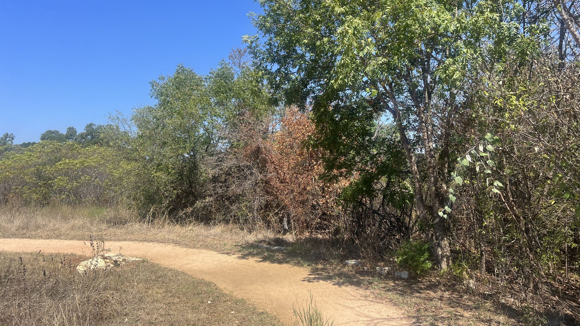 Austin drought is stressing trees, turning them brown - Axios Austin