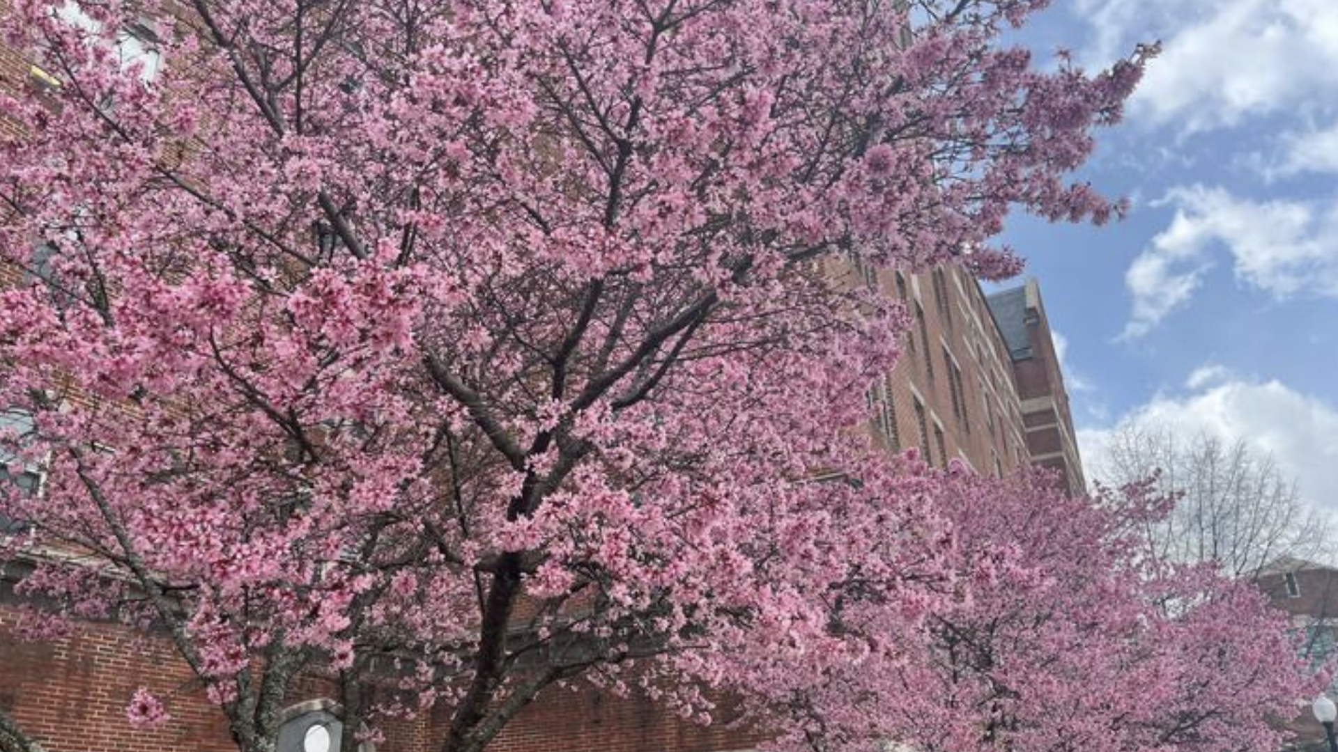 The difference between D.C.'s cherry blossoms and plum trees - Axios ...