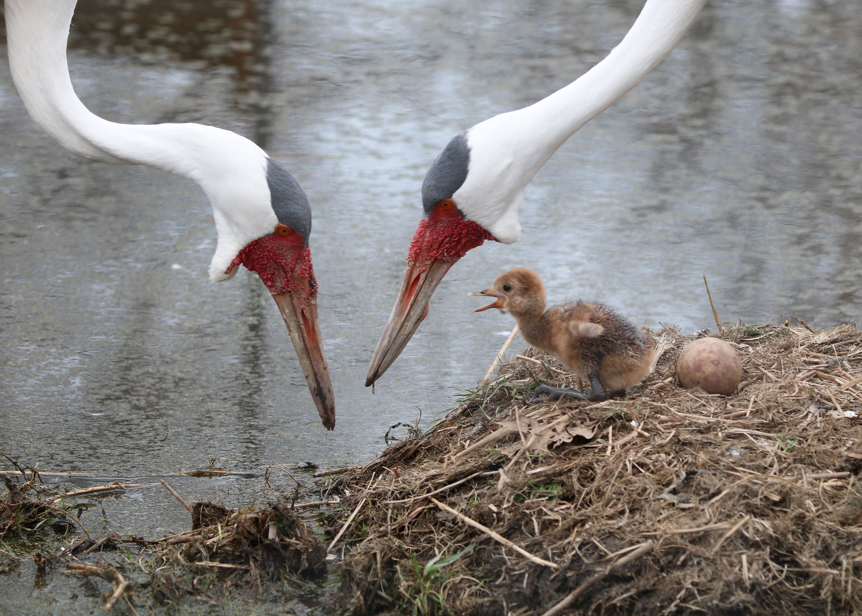 New baby zebra at Boston's Franklin Park just dropped - Axios Boston