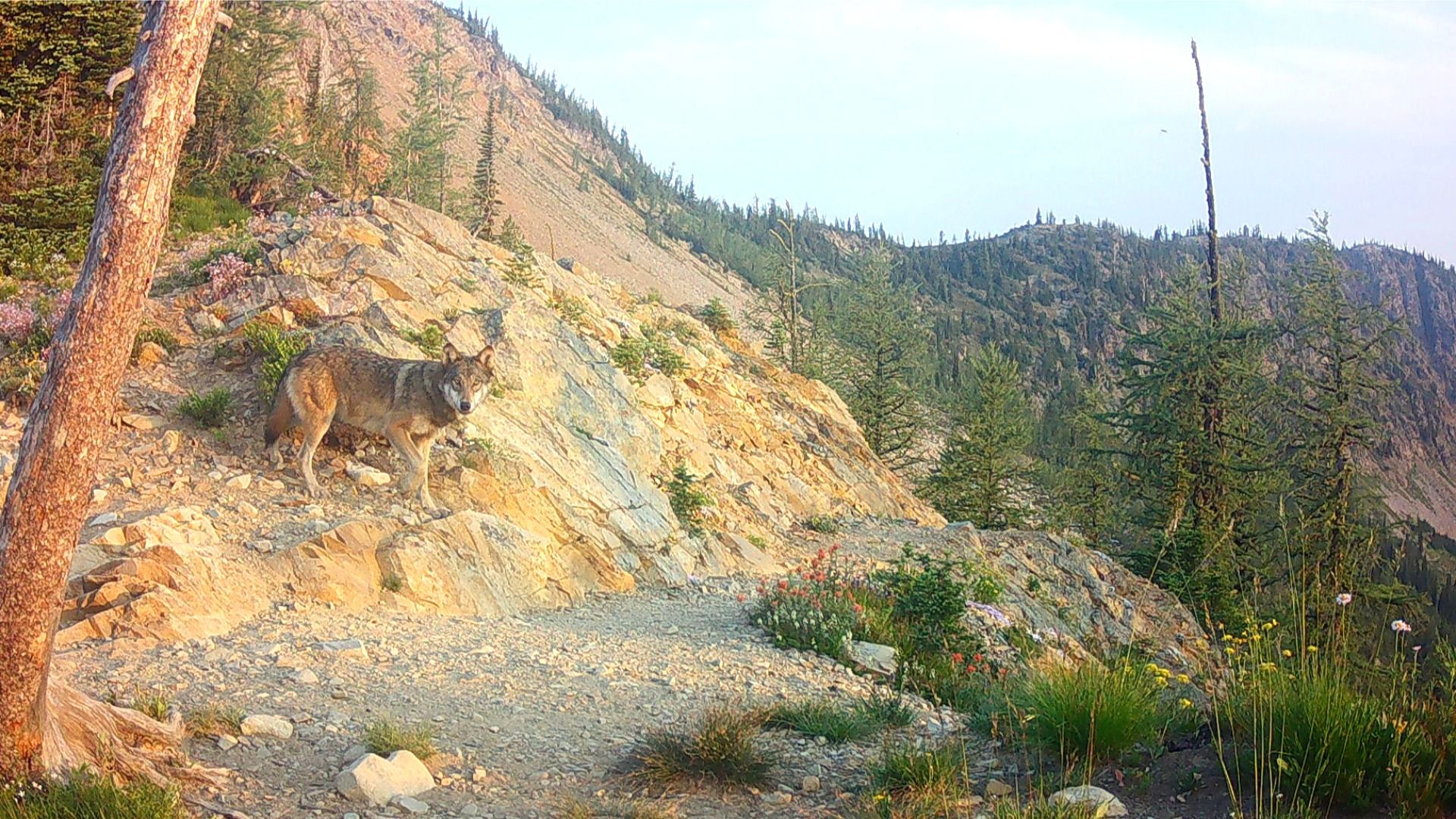 Gray wolf population drops in Washington - Axios Seattle