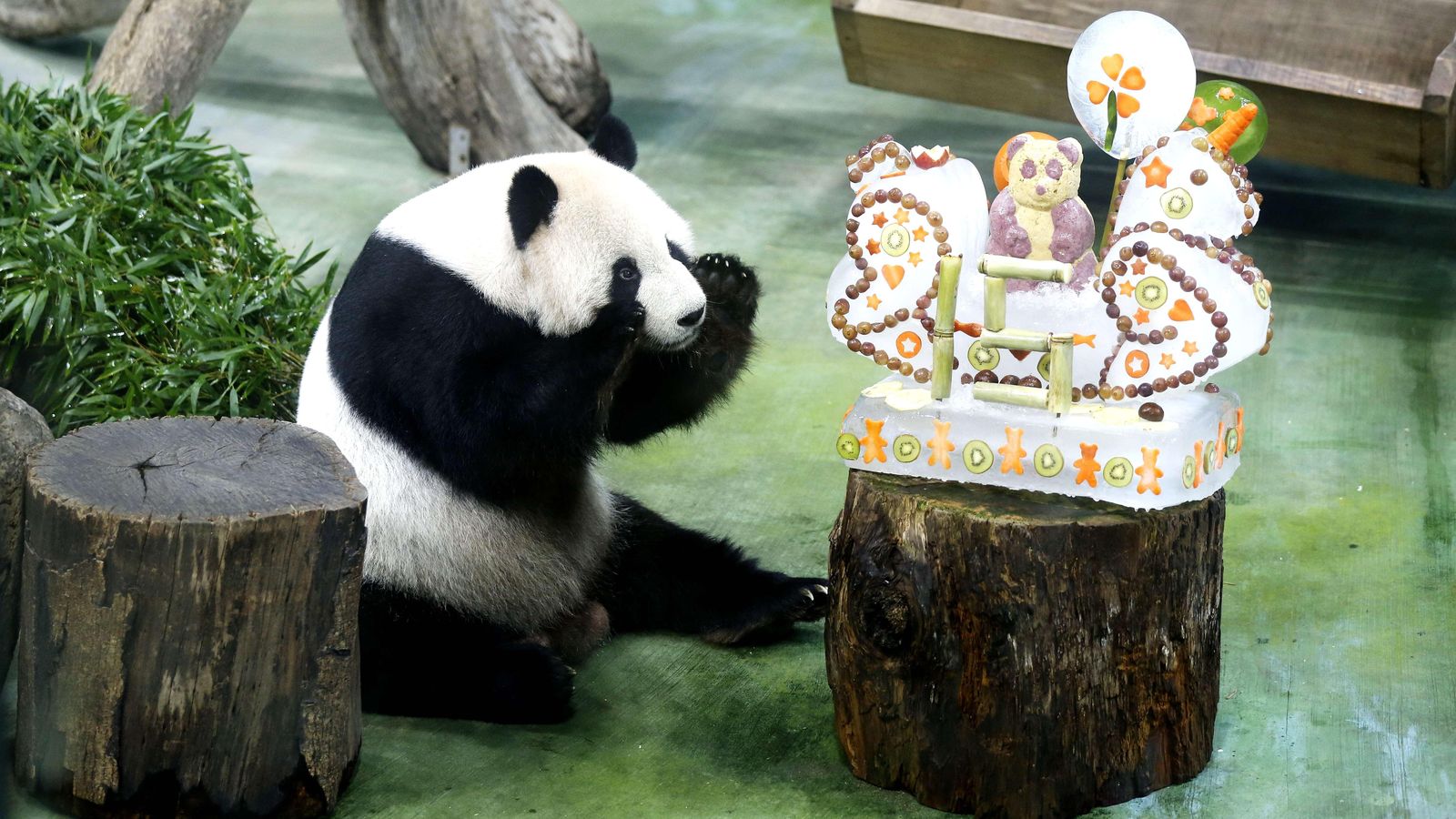 Chinese experts arrive in Taiwan to help treat beloved panda