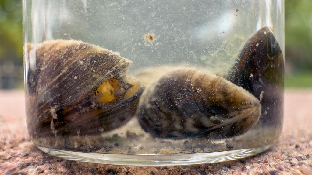 How Colorado's environment could be at risk from zebra mussels - Axios ...