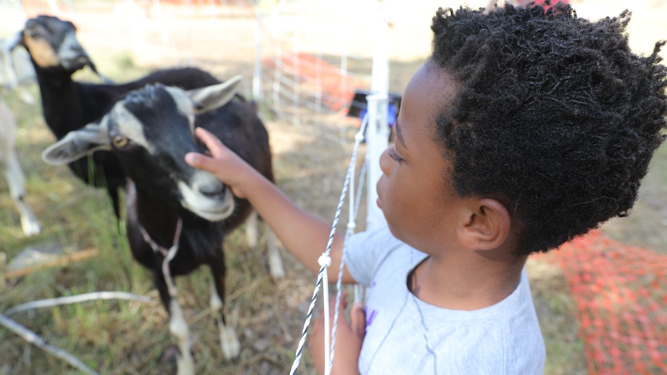 Goats return to Boulder to battle invasive weeds - Axios Boulder