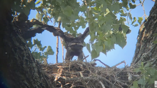 Officials urge caution near eagle nest at White Rock Lake - Axios Dallas
