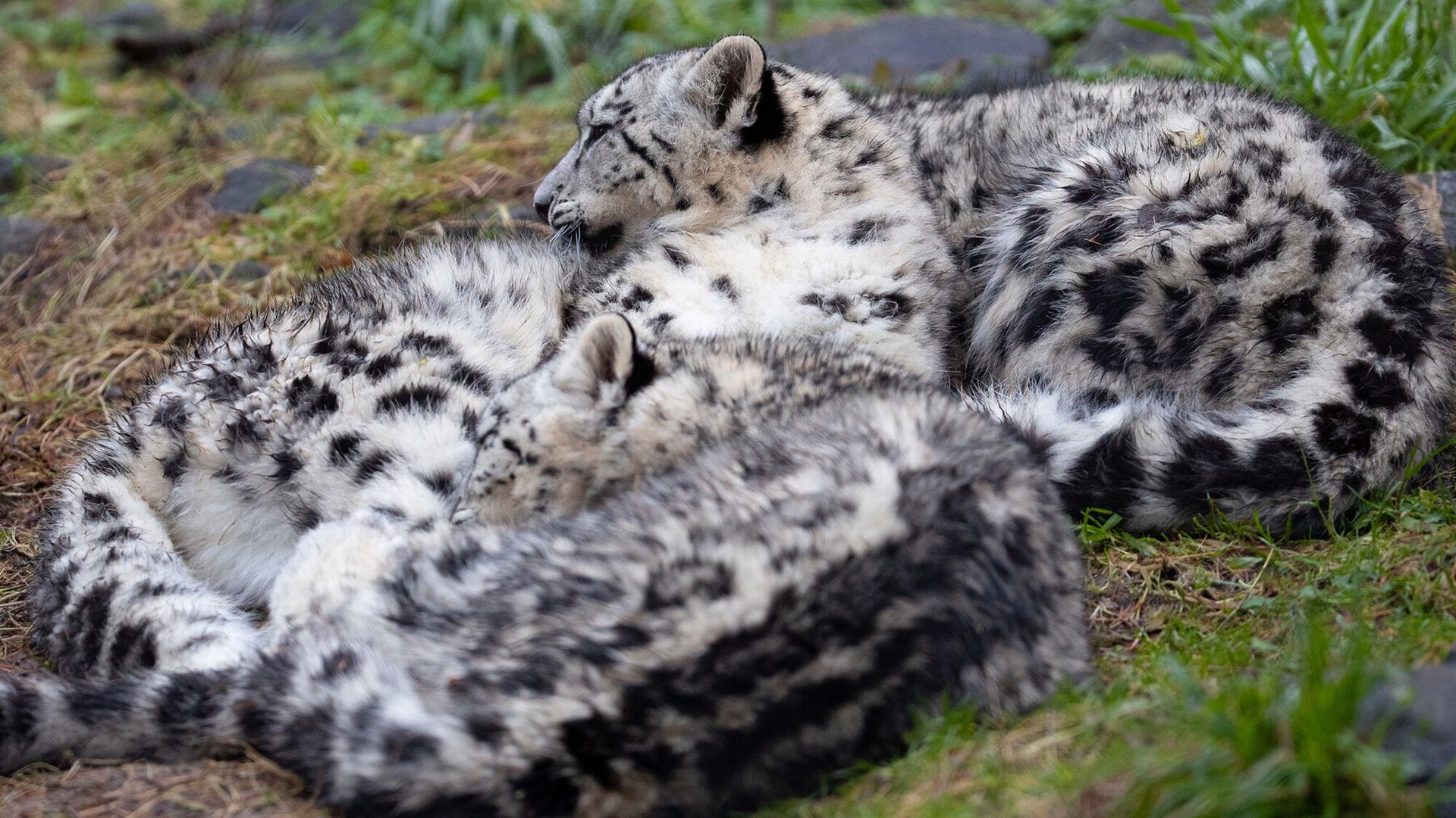 Pic to go: Cuddly cub trio - Axios Seattle