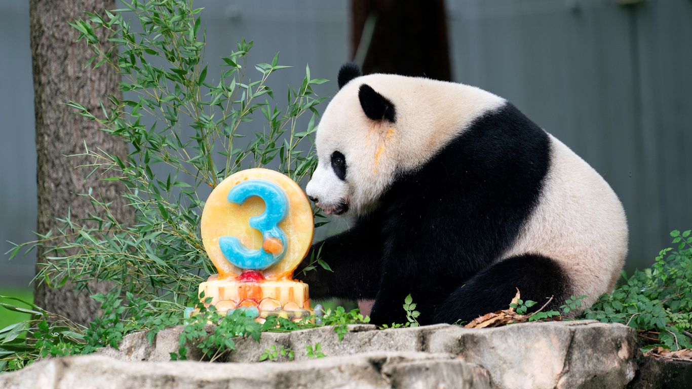 China may send new pandas to U.S., Xi says