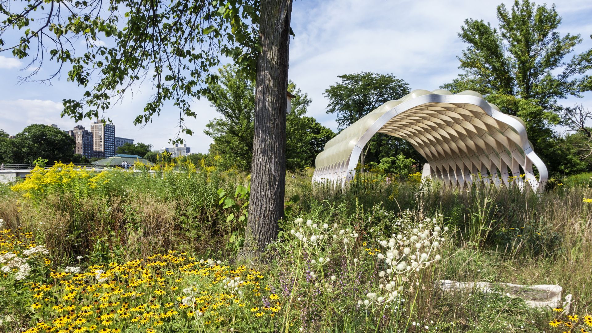 Where to get native Illinois plants in Chicago - Axios Chicago