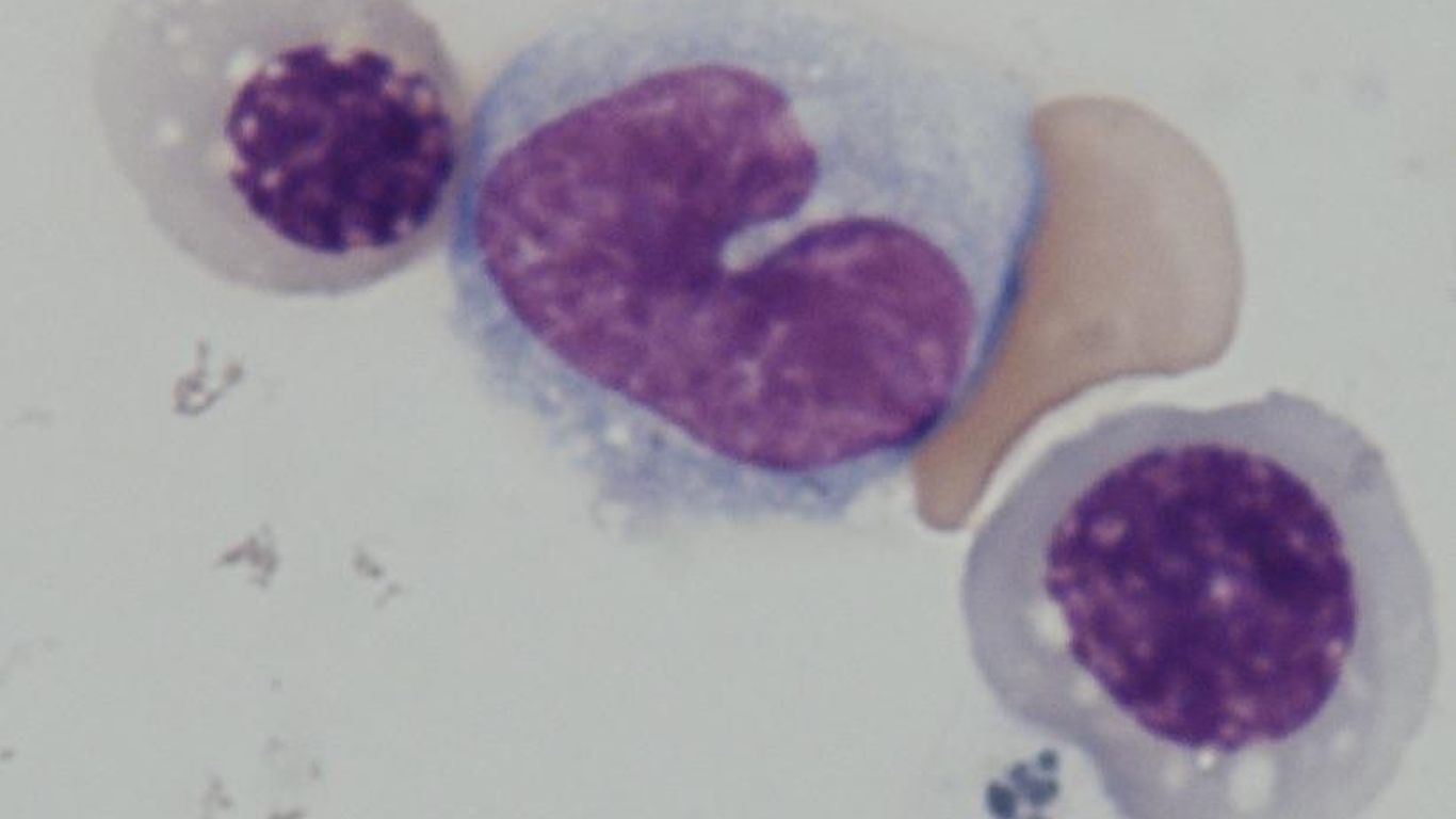 Scientists make blood stem cells in the lab