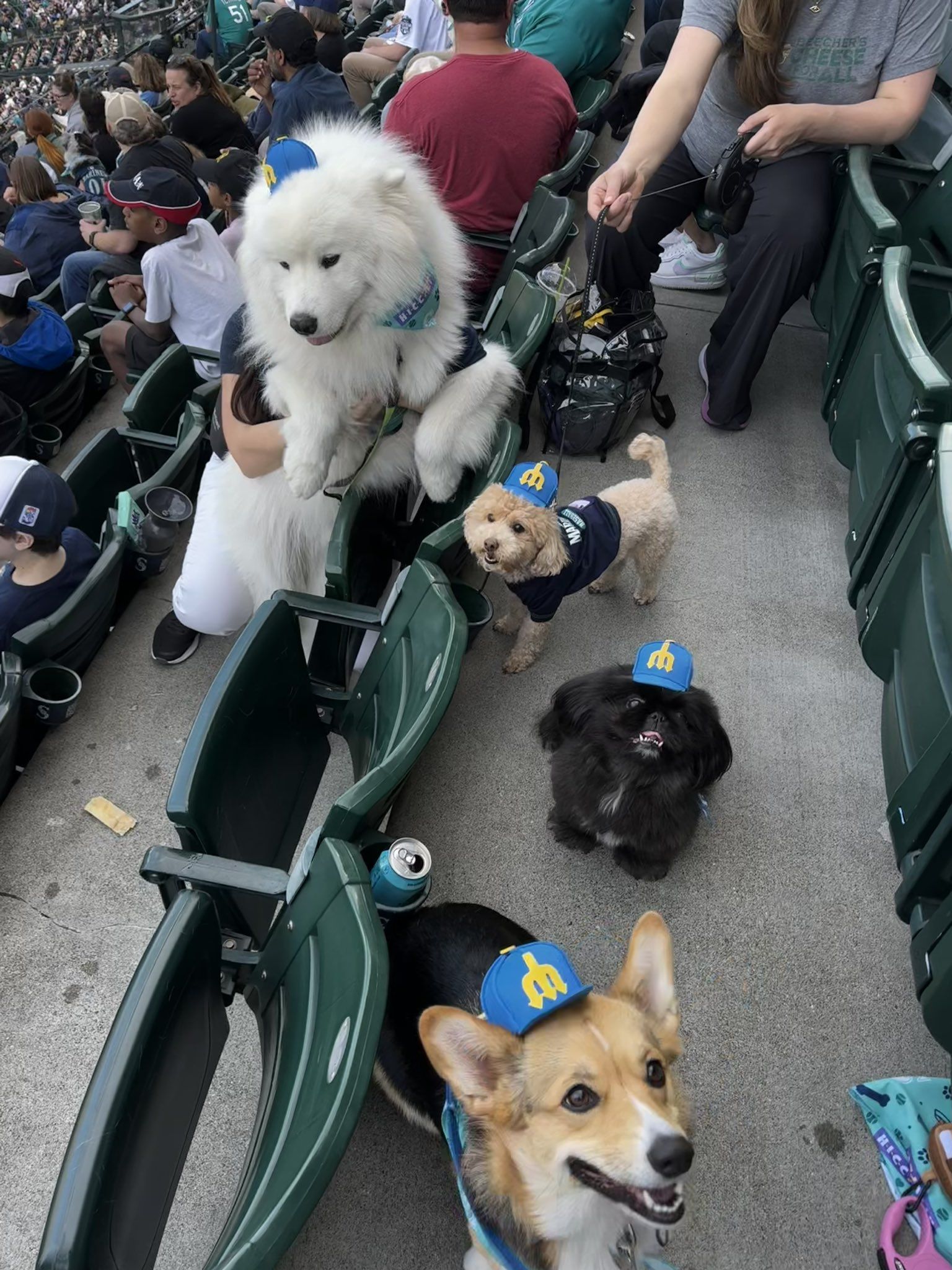 Where to get a Mariners hat for your pooch - Axios Seattle