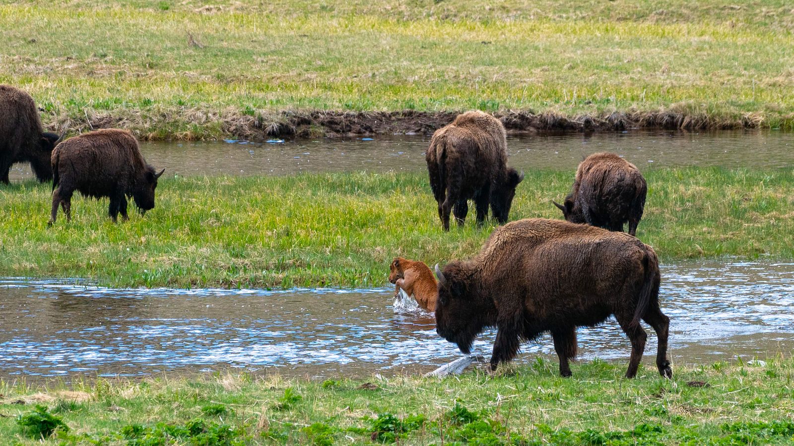 Yellowstone bison attack 2022: Goring of visitor isn't first wildlife ...