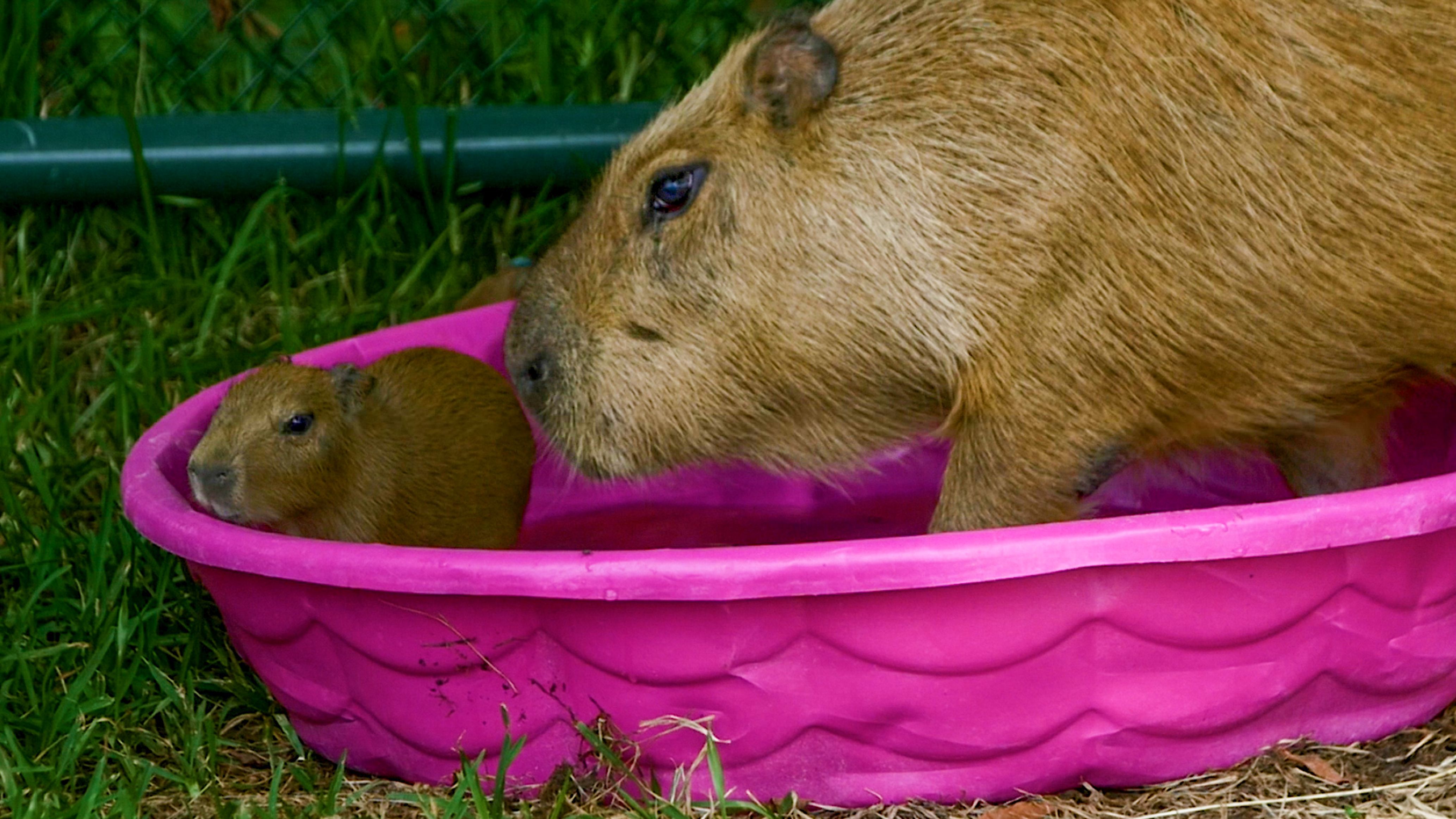 New capybara pups born at Audubon Zoo in New Orleans - Axios New Orleans
