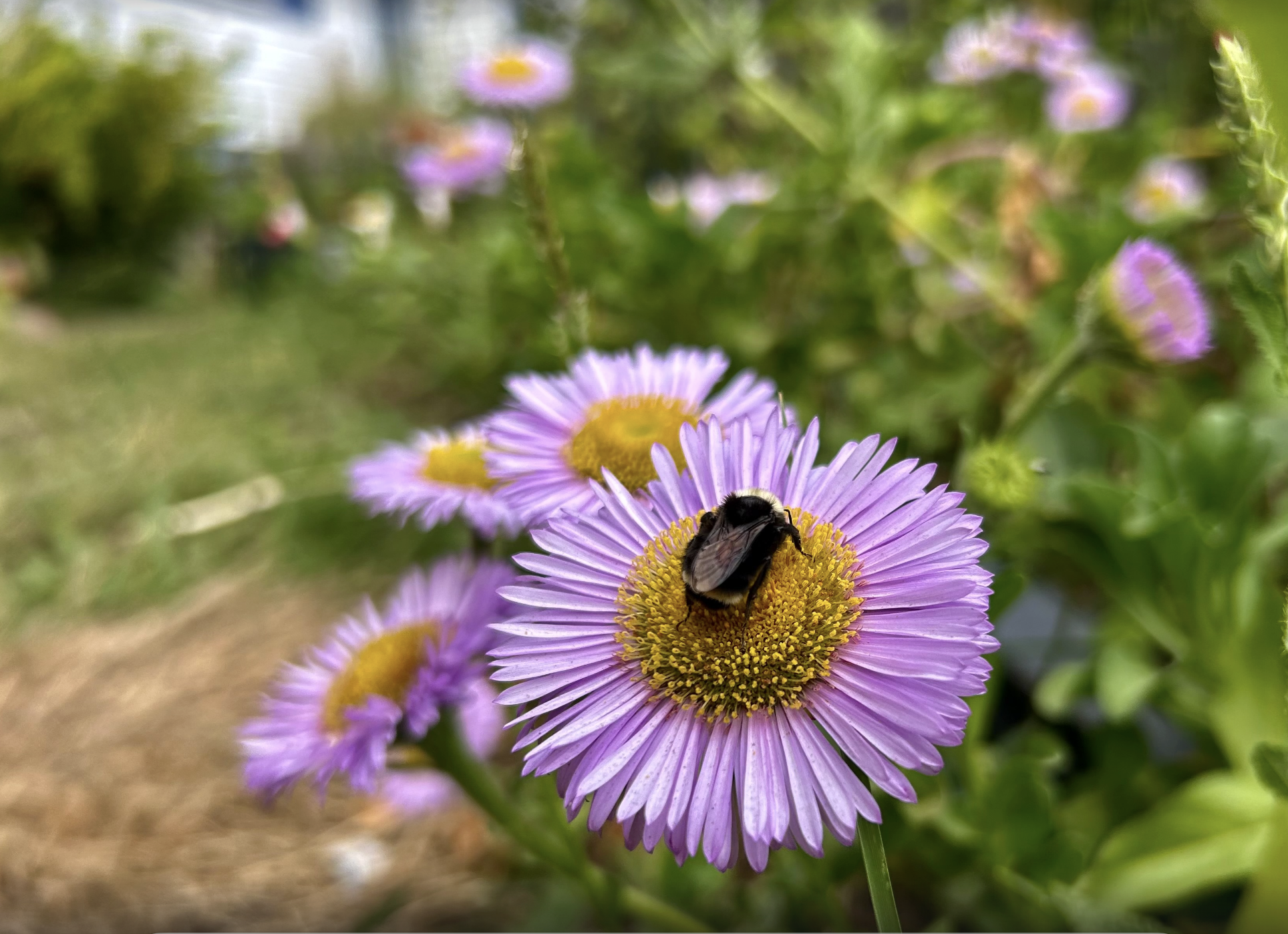 No, it's not too late to plant a summer garden in Seattle - Axios Seattle